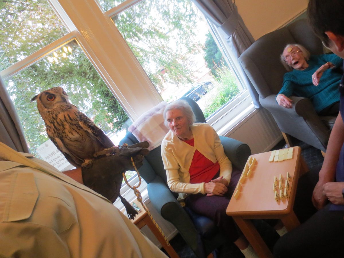Owl Visit | Birchfield Care Home